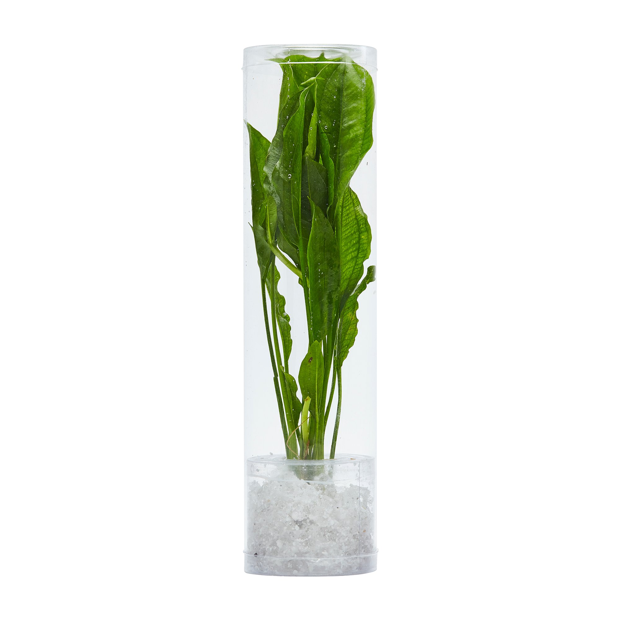 Amazon Sword (Echinodorus Sp. "Amazonicus") - Aquarium Tube Plant | Petco