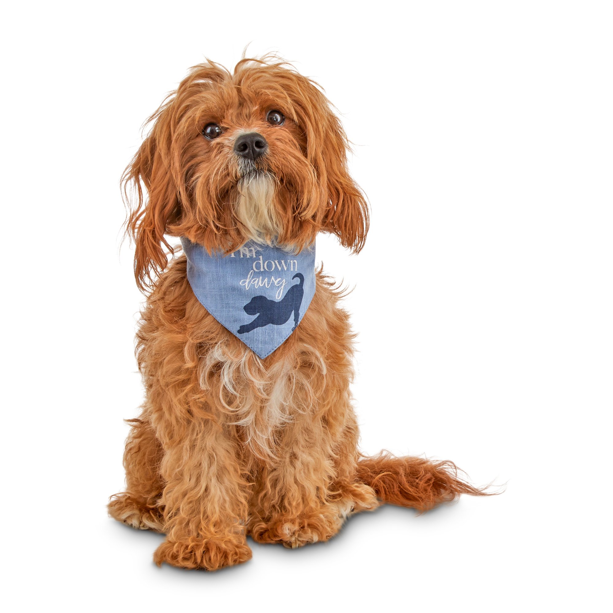 Dog Clothes: Puppy & Dog Outfits & Apparel | Petco