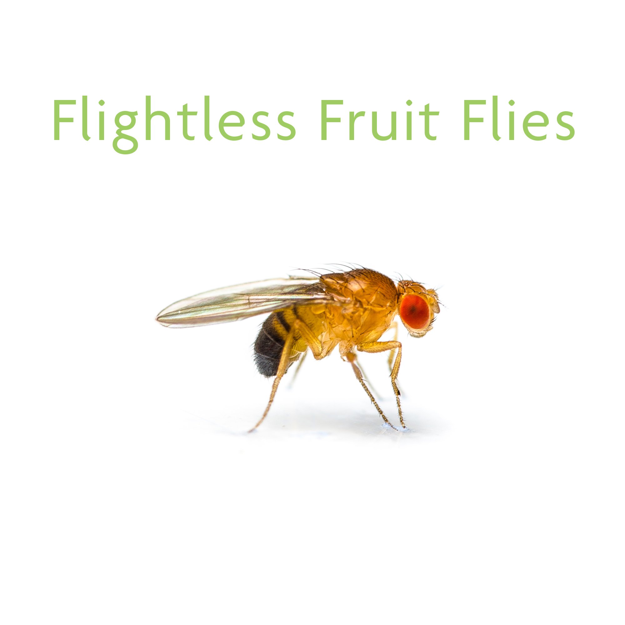 Flightless Fruit Flies- d.hydei | Petco