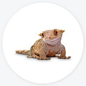 Reptile Store & Supply: Reptile Pet Shop & Supplies | Petco